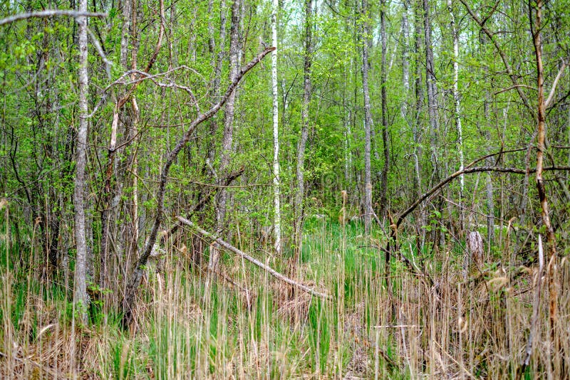 Dense Tree Trunk Wall Growe Texture in the Forest in Spring Stock Image ...