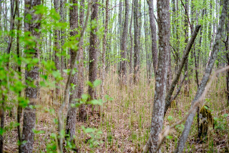 Dense Tree Trunk Wall Growe Texture in the Forest in Spring Stock Photo ...