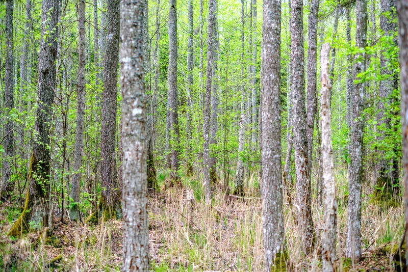 Dense Tree Trunk Wall Growe Texture in the Forest in Spring Stock Photo ...