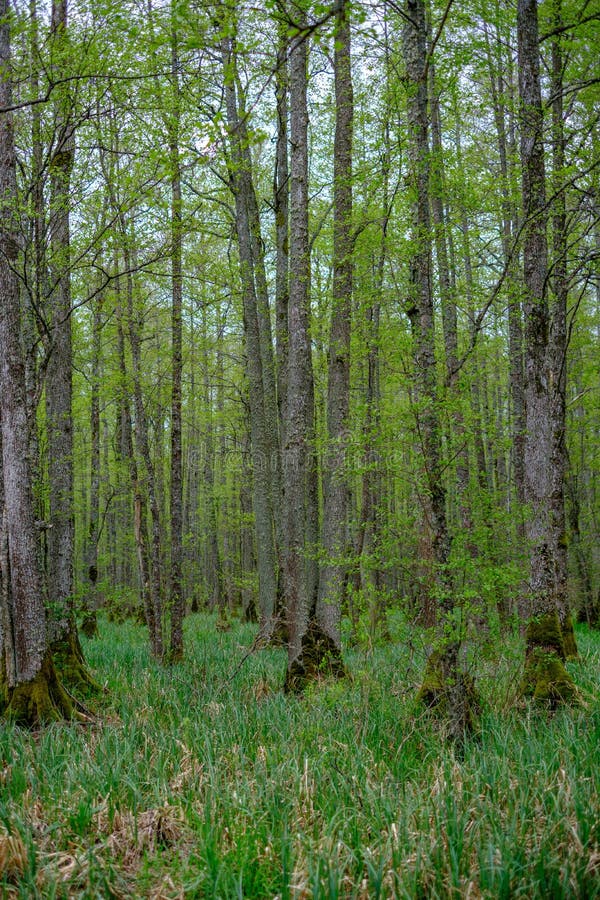Dense Tree Trunk Wall Growe Texture in the Forest in Spring Stock Photo ...