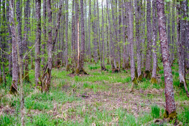 Dense Tree Trunk Wall Growe Texture in the Forest in Spring Stock Image ...