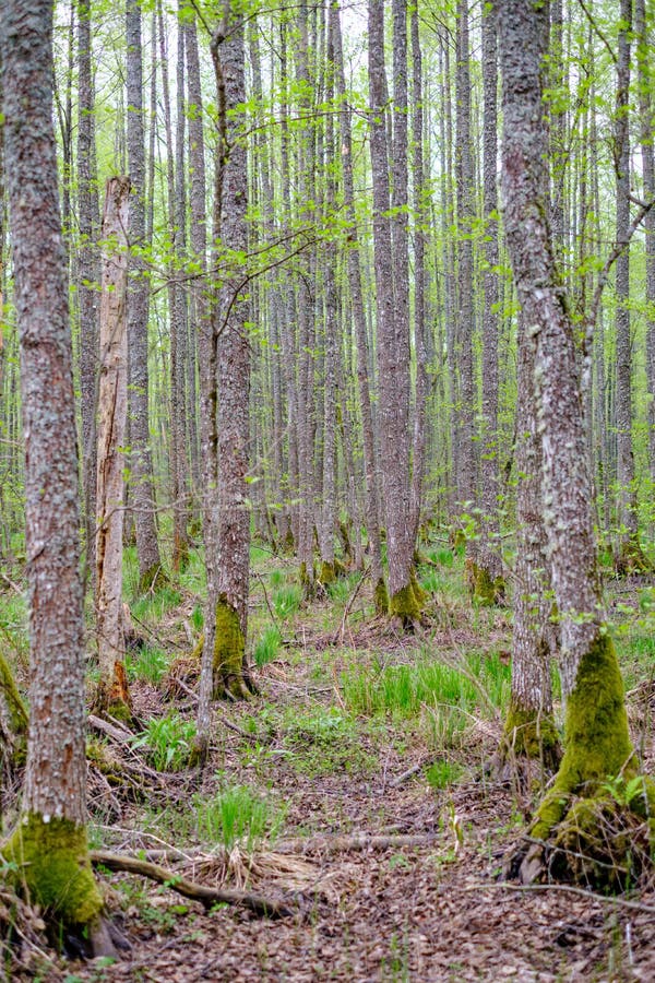 Dense Tree Trunk Wall Growe Texture in the Forest in Spring Stock Photo ...