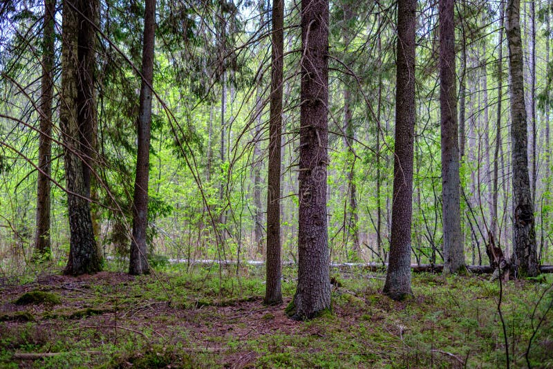 Dense Tree Trunk Wall Growe Texture in the Forest in Spring Stock Image ...
