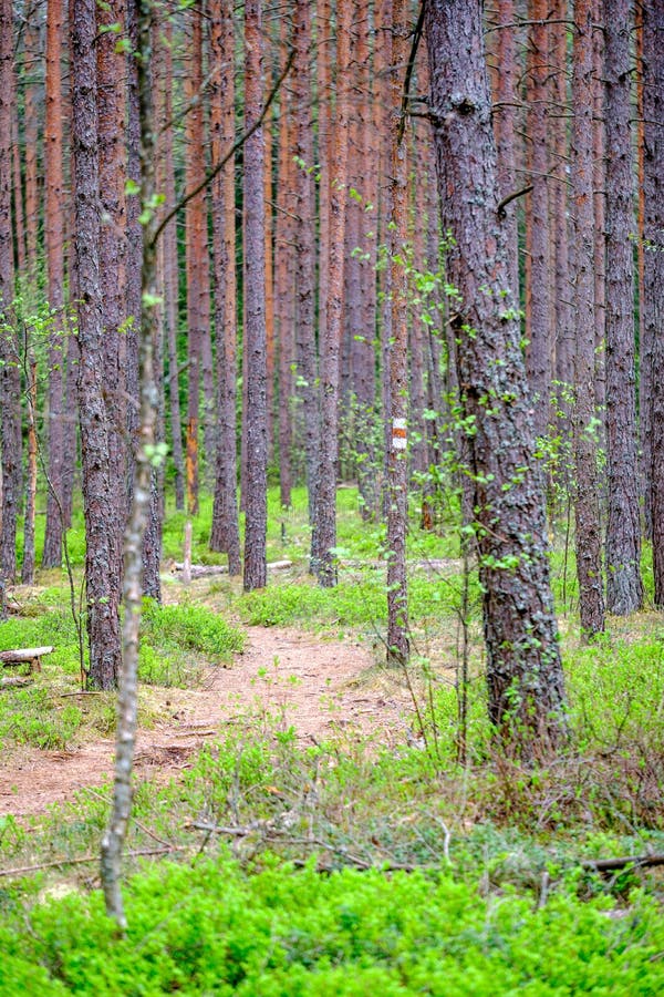 Dense Tree Trunk Wall Growe Texture in the Forest in Spring Stock Image ...