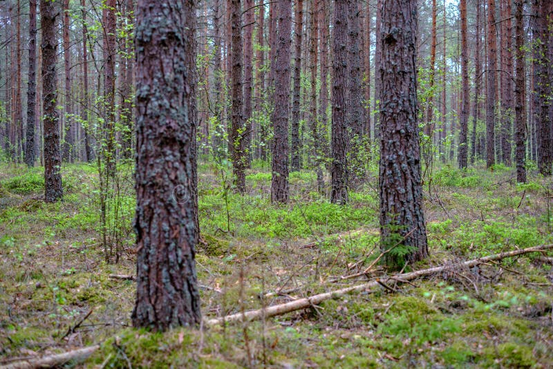 Dense Tree Trunk Wall Growe Texture in the Forest in Spring Stock Image ...