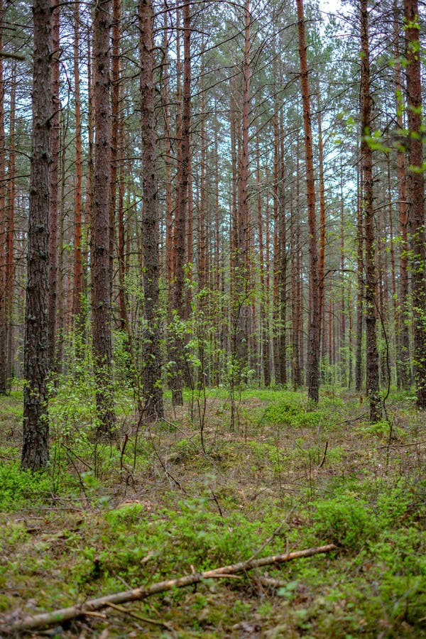 Dense Tree Trunk Wall Growe Texture in the Forest in Spring Stock Image ...