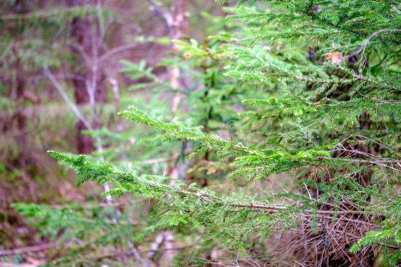 Dense Tree Trunk Wall Growe Texture in the Forest in Spring Stock Image ...