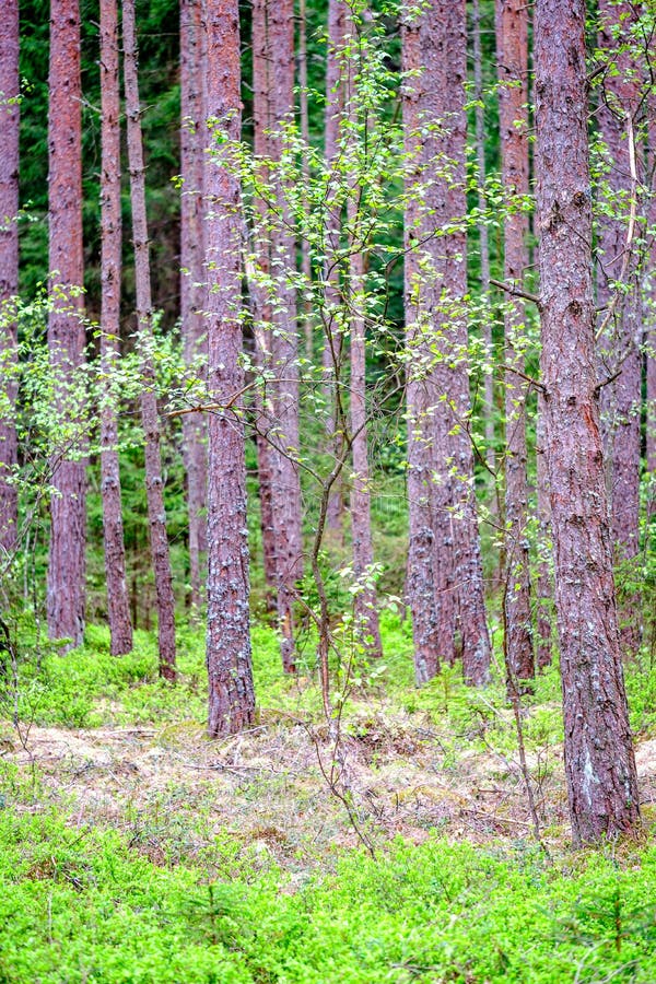 Dense Tree Trunk Wall Growe Texture in the Forest in Spring Stock Image ...