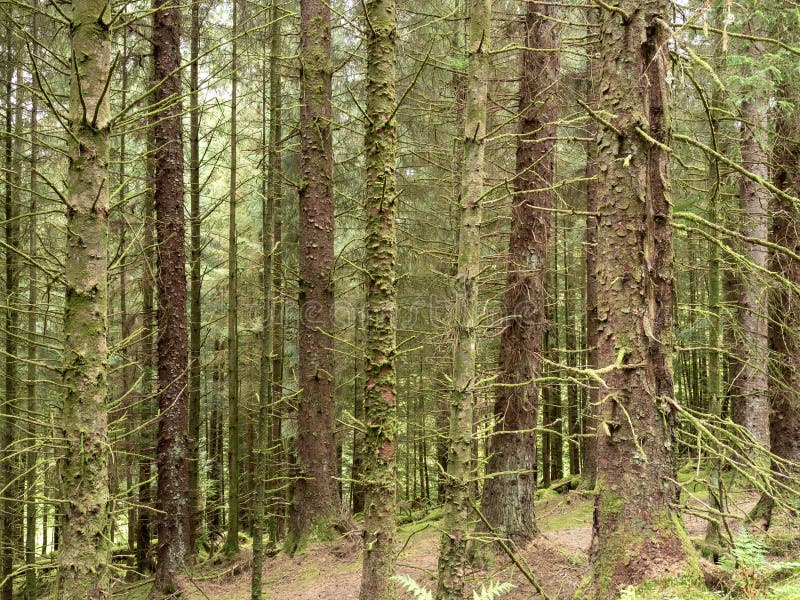 Dense Tree Trunks in the Argyll Forest Park, Scotland Stock Image ...