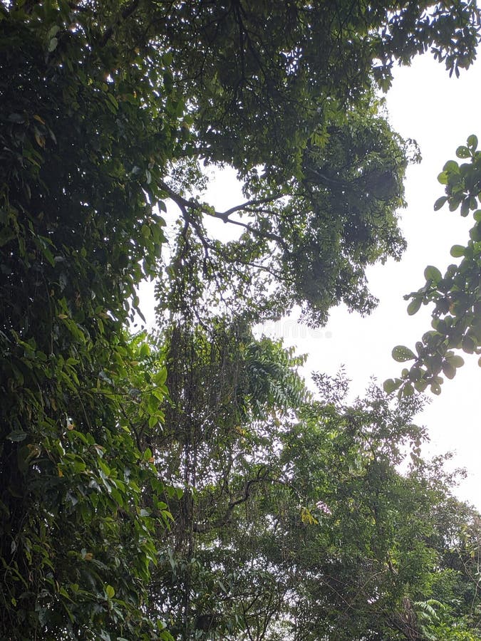 Dense tree coma stock photo. Image of forest, life, plant - 95860366