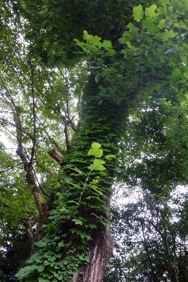 Dense Trees and Branch Swings Stock Image - Image of mountain, branch ...