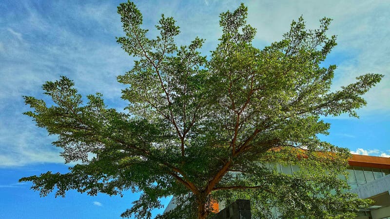 Dense Trees with Fresh Leaves on a Bright Background Stock Image ...