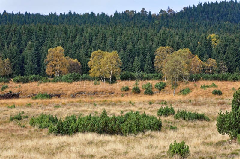 Dense Trees and Grass in the River Side Stock Image - Image of rock ...