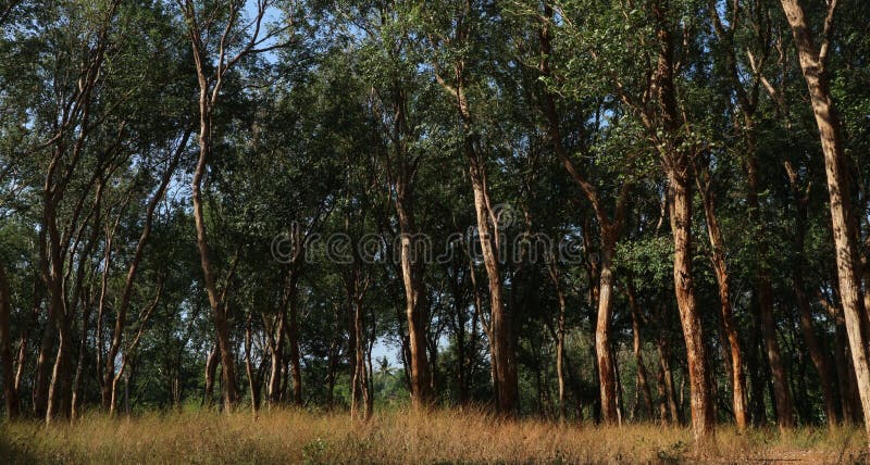 Dense Trees , Green Background Stock Photo - Image of produce ...