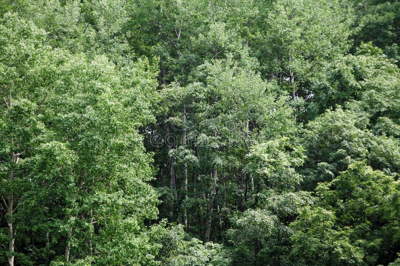 Dense Trees Growing in the Mountain Forests Stock Photo - Image of ...