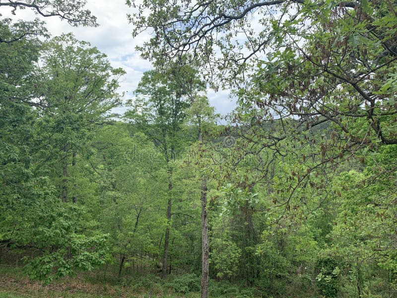Dense Trees in the Ozark National Forest Stock Photo - Image of blue ...