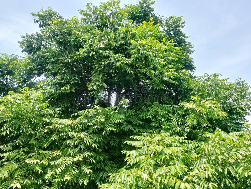 Dense Trees during the Rainy Season Stock Image - Image of rainy ...