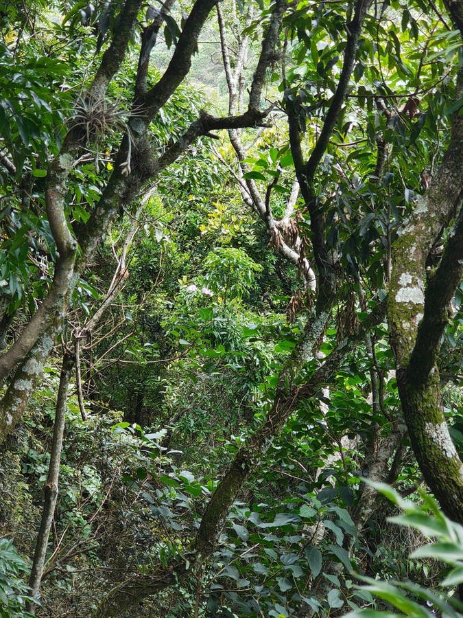 Dense Tropical Forest from South America Stock Photo - Image of canopy ...