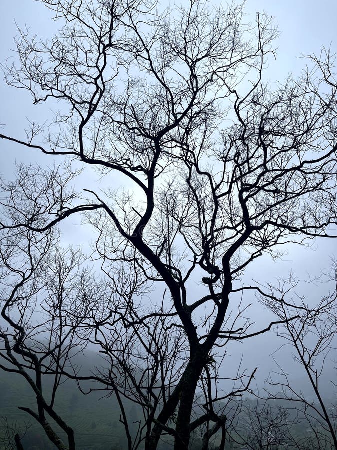 Background of Dead Tree Branches in a Tropical Forest Stock Image ...