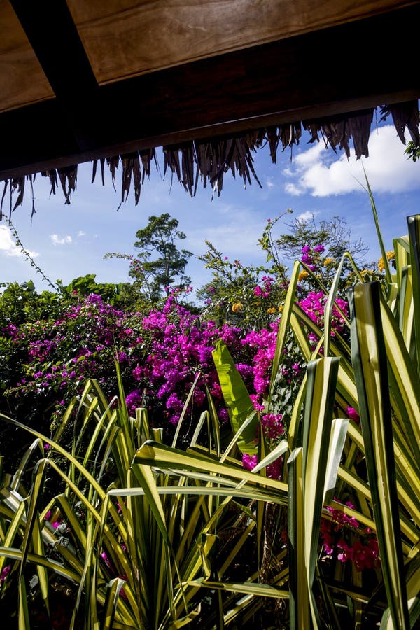Dense tropical garden stock image. Image of summer, flowering - 64163499