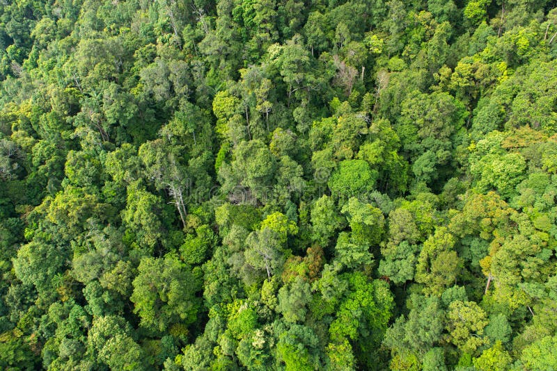 Dense Tropical Rainforest in Brazil, Nature Background Stock Image ...