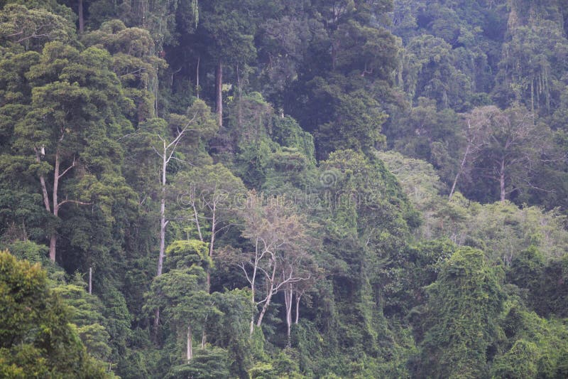 Borneo Dense Tropical Jungle Stock Image - Image of representation ...