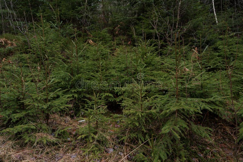 Dense Underbrush of Young Evergreens in a Forest Clearing Stock Photo ...