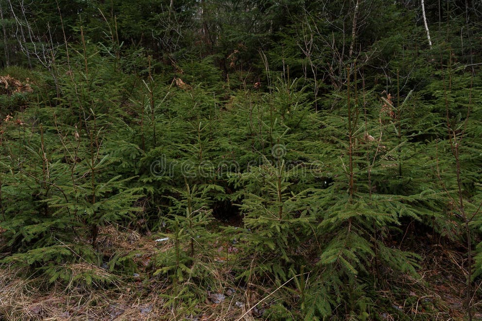 Dense Underbrush of Young Evergreens in a Forest Clearing Stock Photo ...