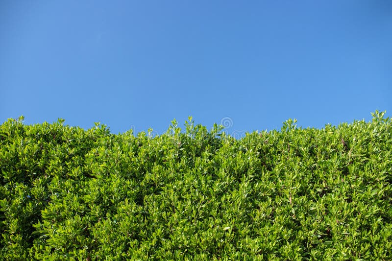 Dense, Untrimmed Hedge with Shoots before Blue Sky. Stock Image - Image ...