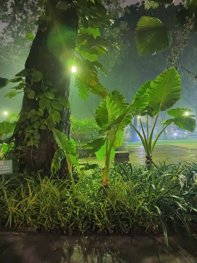 Dense, Dense Vegetation and Glare of Light Stock Image - Image of tree ...