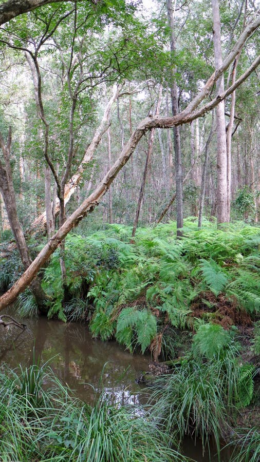 A Dense Vegetation in a Jungle with Ferns, Trees, Grass and Swamp ...