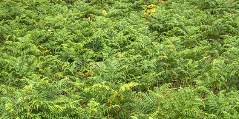 Leaves Fern stock image. Image of botany, weathered - 270689555