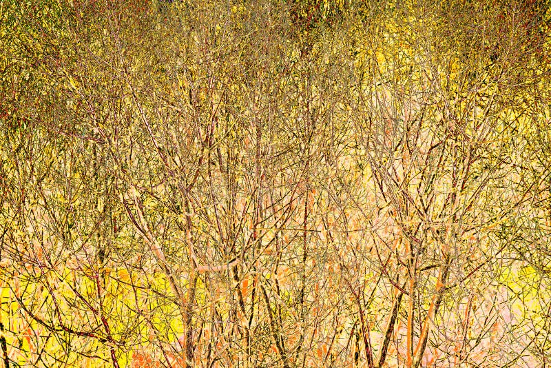 Dense Wall with Bare Branches of a Dense Bush Close-up, Spring Season ...