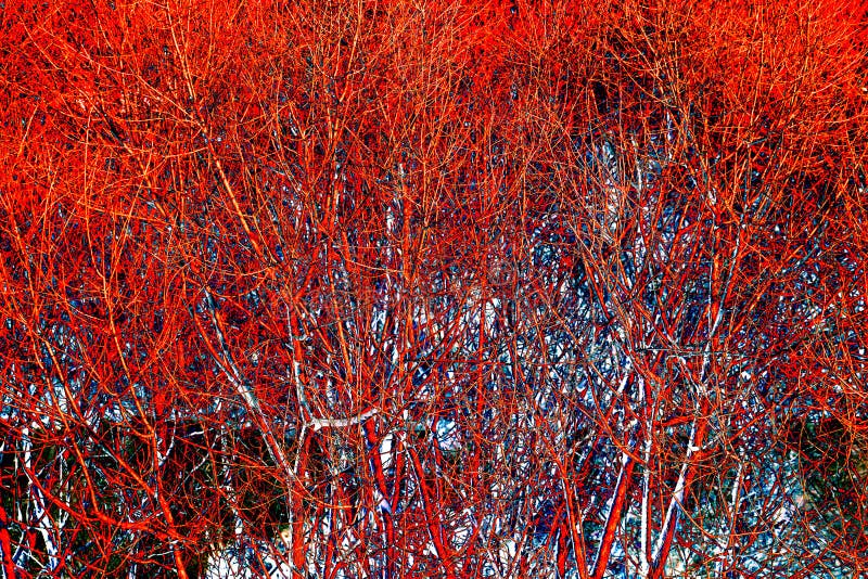 Dense Wall with Bare Branches of a Dense Bush Close-up, Spring Season ...