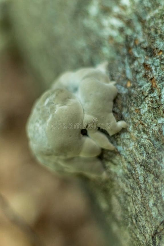 Fungus in the Form of a Growth on a Tree Stock Image - Image of ...