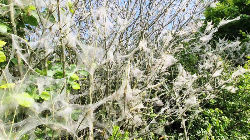 Dense White Silken Nests of Oak Processionary Moth Caterpillars ...