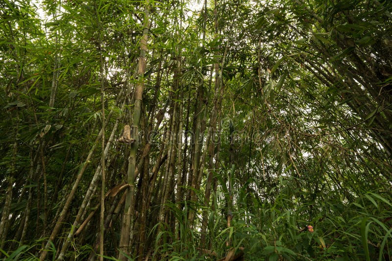 Dense Wild Bamboo Trees in Deep Tropical Jungles of Southeast Asia ...
