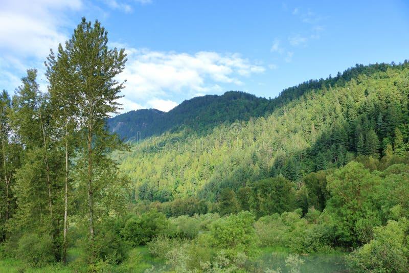 Dense Wild Cedar Mountain Forestation Stock Image - Image of rural ...