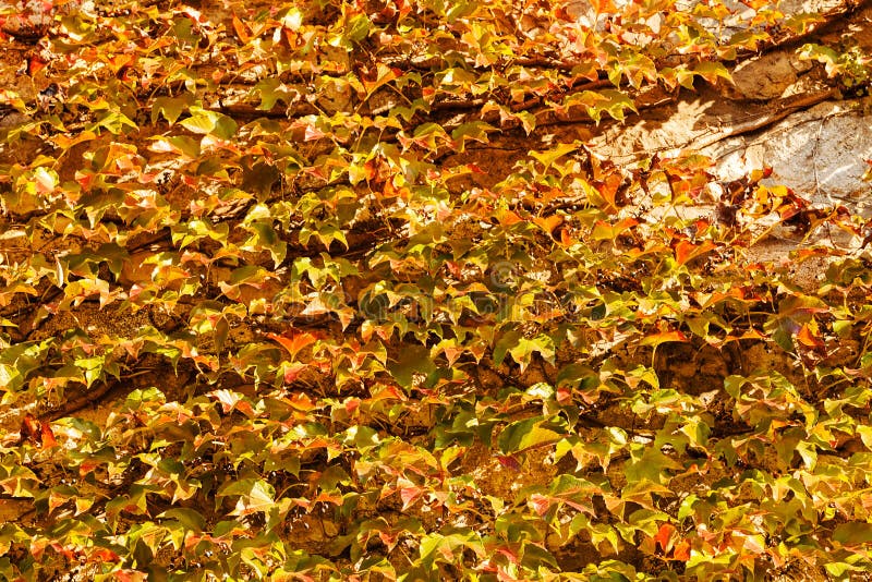 Dense wild-creeper stock image. Image of beautiful, nature - 79351869