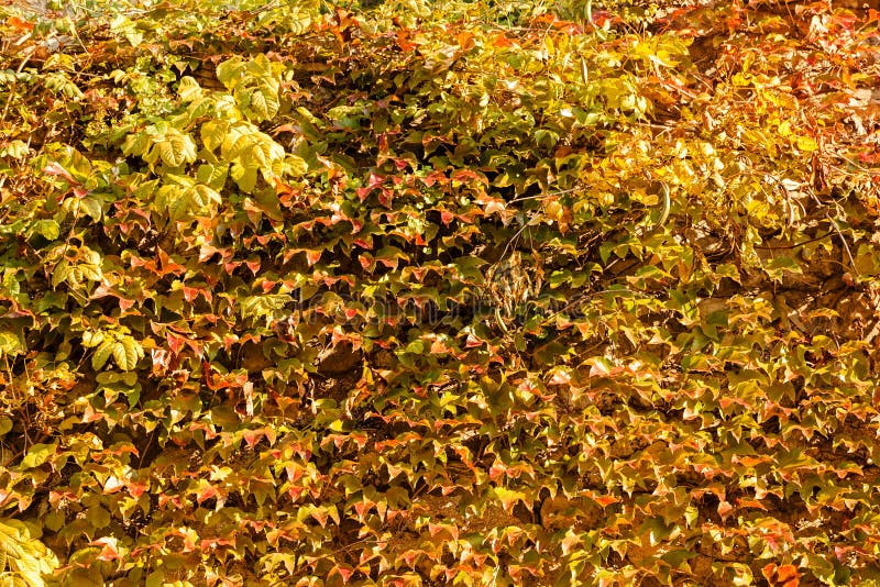 Dense wild-creeper stock image. Image of leaves, foliage - 79351587