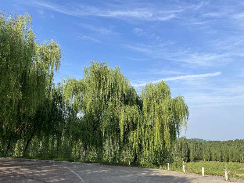 Dense Willow Trees and Clear Sky Stock Image - Image of trees, floated ...