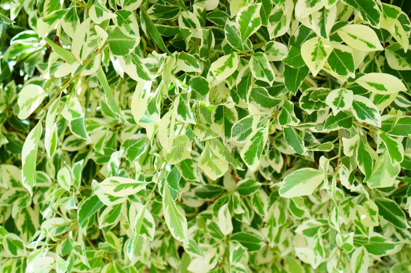 Dense Young Foliage of a Green Tree Stock Photo - Image of relaxation ...