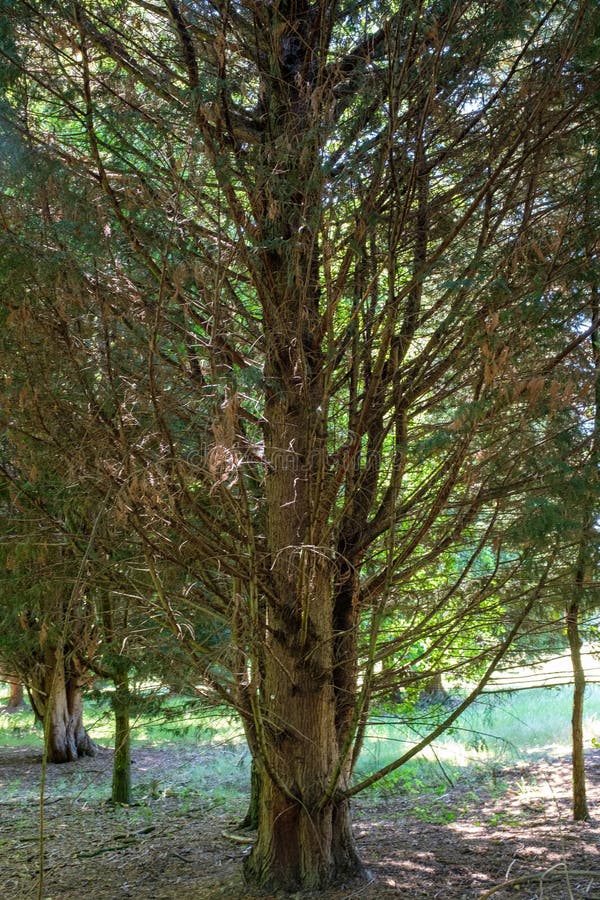 A Unusual Looking Tree with Many Thin Long Branches, Forty Hall, Uk ...