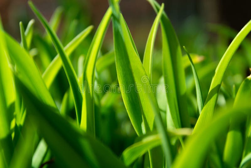 Densely Growing Garden Plants Side View Stock Image - Image of meadow ...
