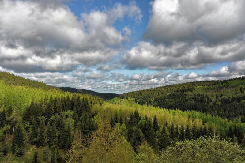 Densely Grown Trees in the Mountain Stock Photo - Image of plant, glass ...