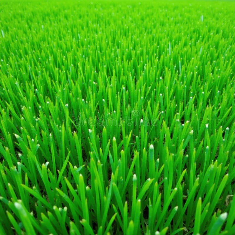 Densely Packed Grass, Uniform Height, Rich Color , Vibrant Green ...