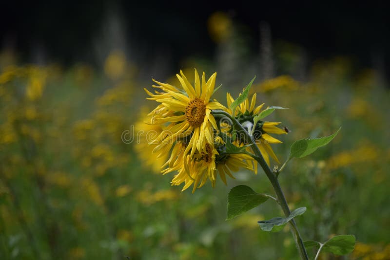 Densely packed Sunflower stock image. Image of blooming - 226689405
