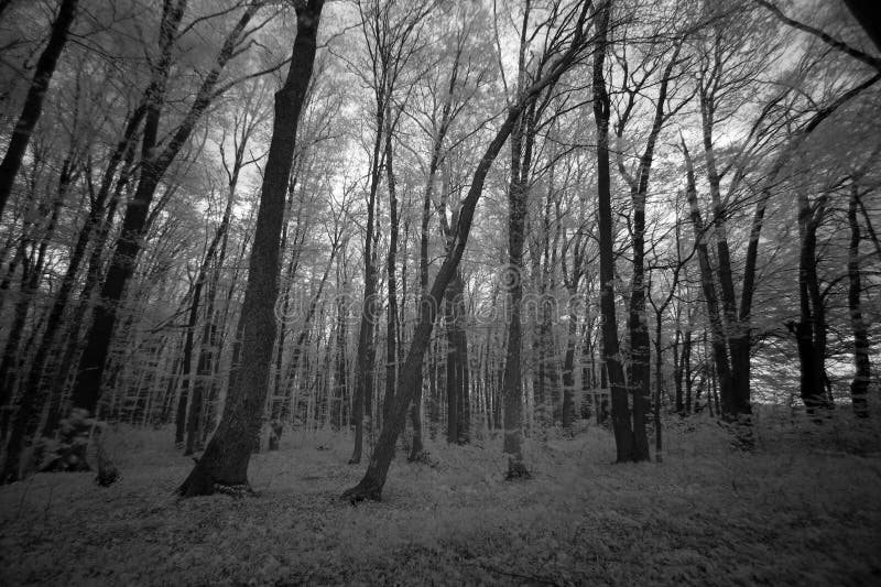 Densely Planted Forest Landscape through Infrared Filter in Black and ...