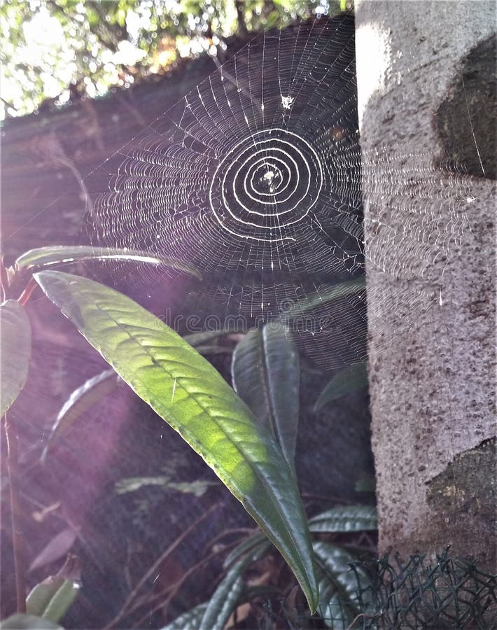 Spider web on the trunk stock image. Image of spape - 142234143