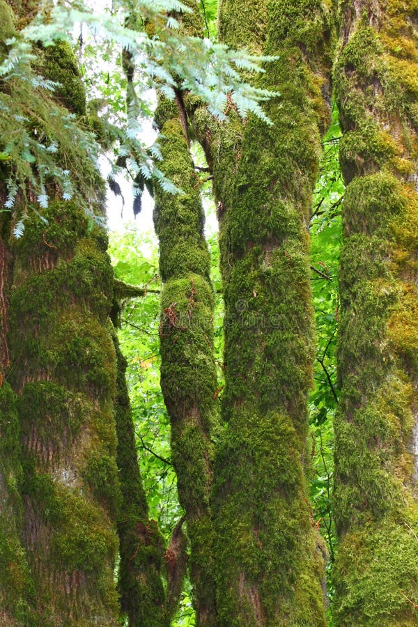 Densly mossed stock photo. Image of rain, leaves, spread - 50950512